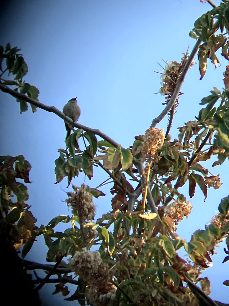 eBird Checklist - 20 Jun 2025 - Residence Inn Concord - 16 species (+4 ...