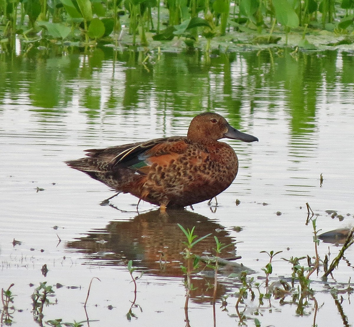 eBird Checklist - 6 Jul 2025 - Hackberry Flat WMA - 28 species (+1 ...