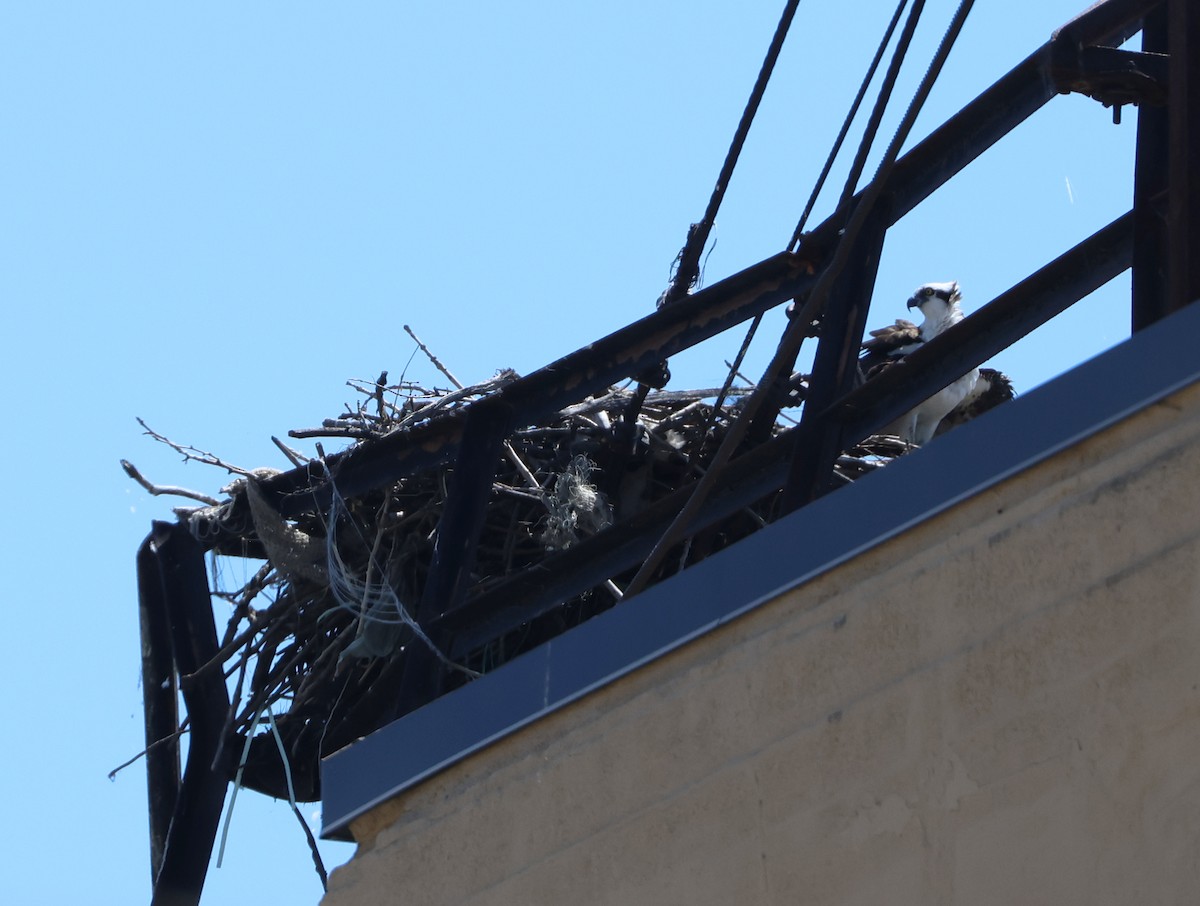 Pennsylvania Bird Atlas Checklist - 6 Jul 2025 - Penn Treaty Park - 16 ...