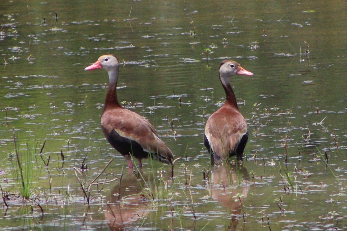 eBird Checklist - 15 Jun 2025 - Eufaula NWR -- Goose Pen Road - 19 species