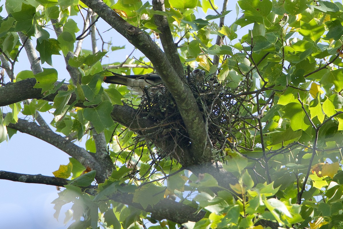 eBird Checklist - 6 Jul 2025 - Welsh Park, Rockville - 5 species