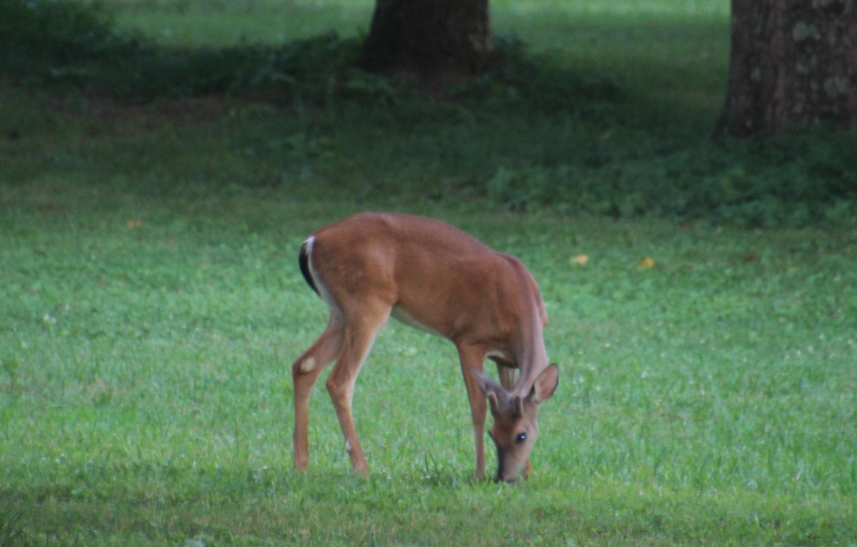 eBird Checklist - 6 Jul 2025 - Henry Horton SP - 25 species