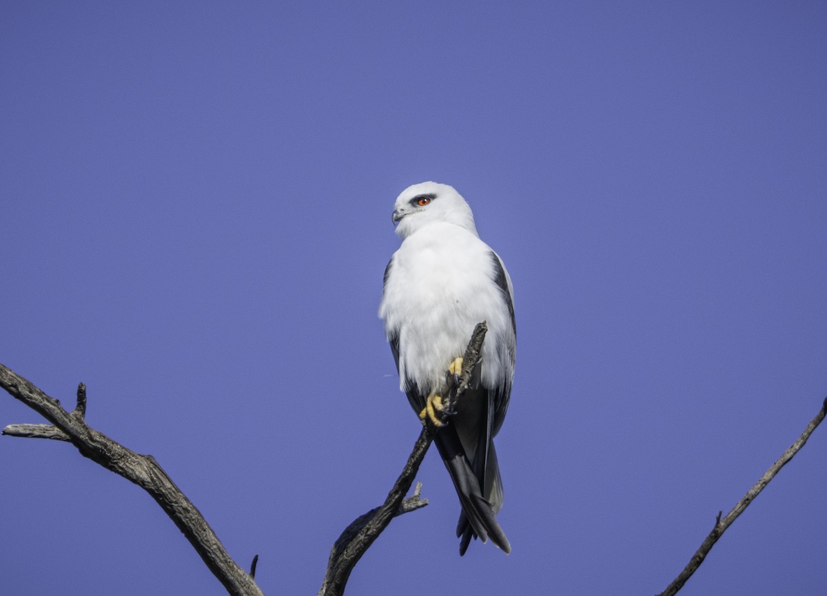 eBird Checklist - 4 Jul 2025 - Eastern Treatment Plant--Boundary Rd ...