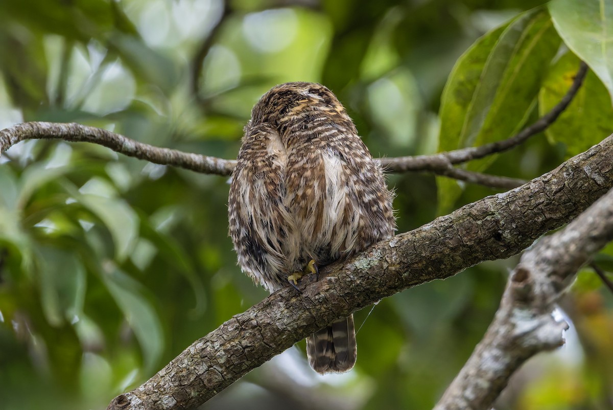 eBird Checklist - 6 Jul 2025 - Khao Yai NP--Pha Trom Jai Viewpoint ...