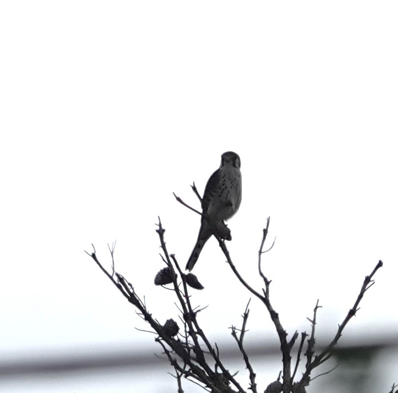 eBird Checklist - 7 Jul 2025 - My Backyard - 6 species