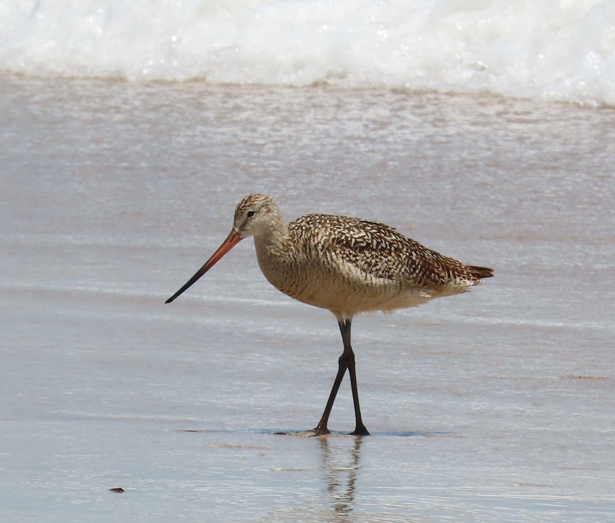 eBird Checklist - 7 Jul 2025 - Anastasia SP - 25 species