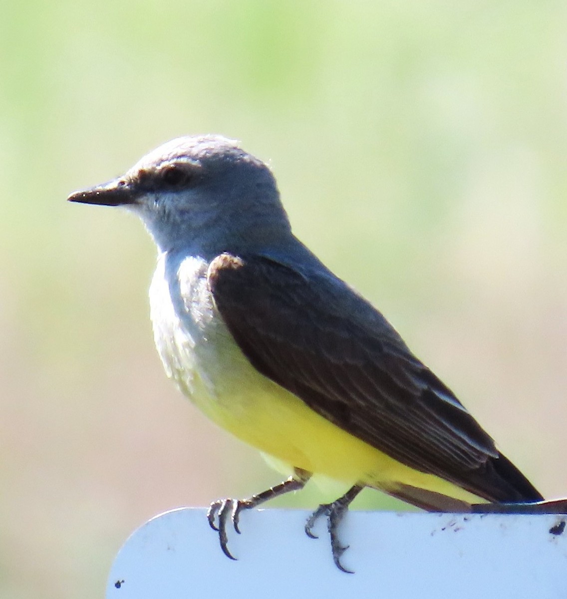 eBird Checklist - 7 Jul 2025 - Monte Vista NWR - 22 species