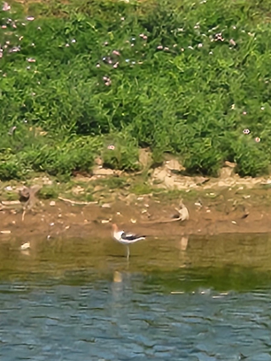 Pennsylvania Bird Atlas Checklist - 8 Jul 2025 - Antrim Commons Dr ...