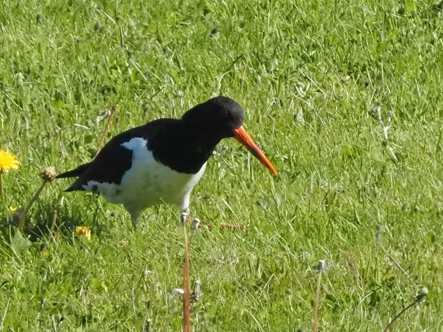 eBird Checklist - 6 Jul 2025 - Alta - 9 species