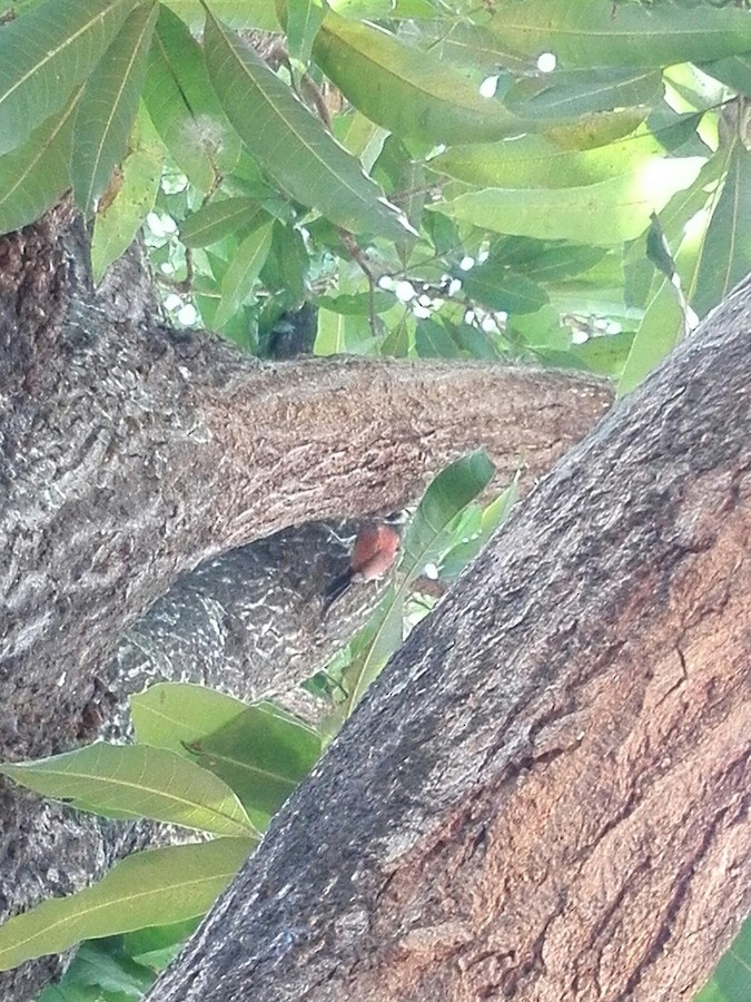 Black-rumped x Red-backed Flameback (hybrid) - eBird