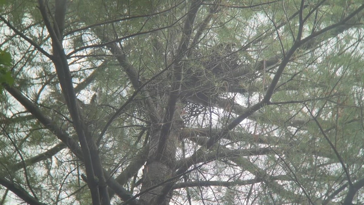 eBird Checklist - 8 Jul 2025 - Canco Woods, Portland - 1 species