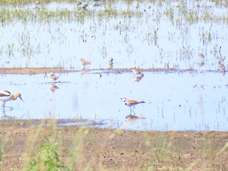 Lawen Marshes, Harney, Oregon, United States - eBird Hotspot