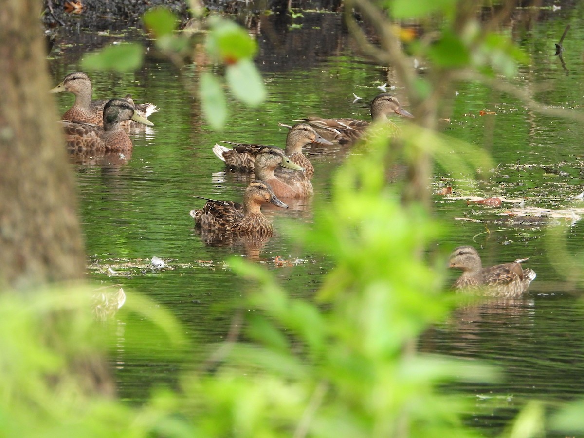 eBird Checklist - 9 Jul 2025 - Huffman Prairie Flying Field - 48 species