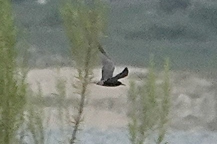 eBird Checklist - 9 Jul 2025 - Lake Travis--Bob Wentz Windy Point Pk ...