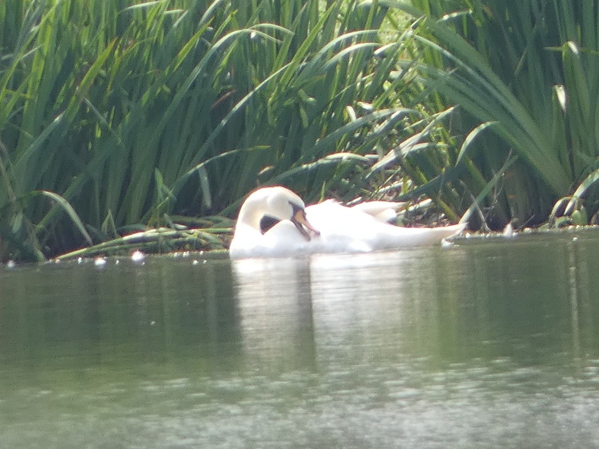eBird Checklist - 10 Jul 2025 - North Park--Marshall Lake - 27 species