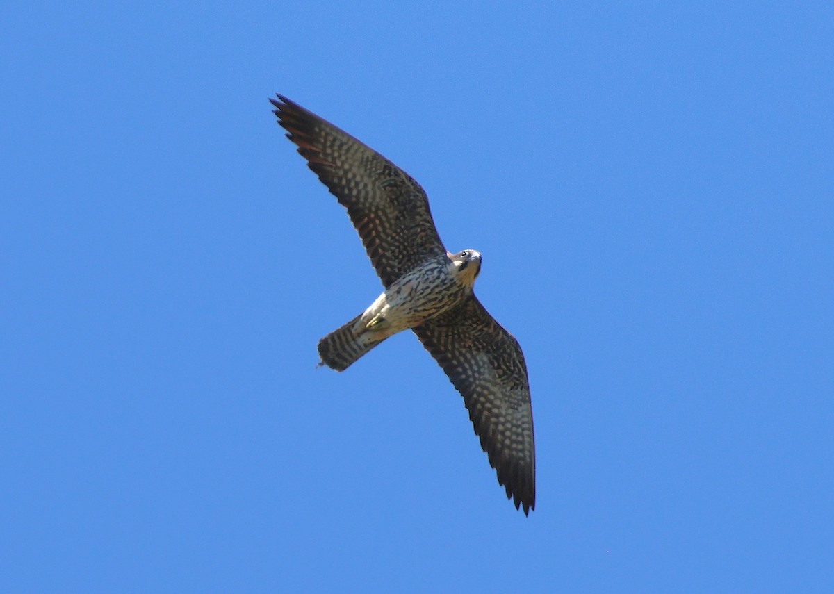ML638741444 - Eleonora's Falcon - Macaulay Library