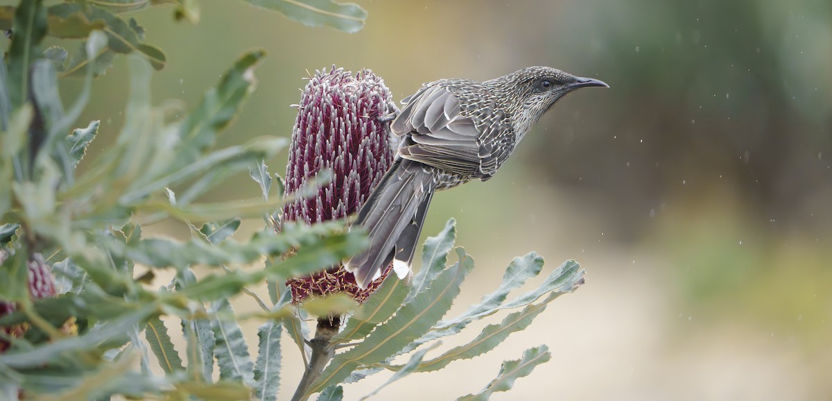 eBird Checklist - 11 Jul 2025 - Australian National Botanic Gardens ...