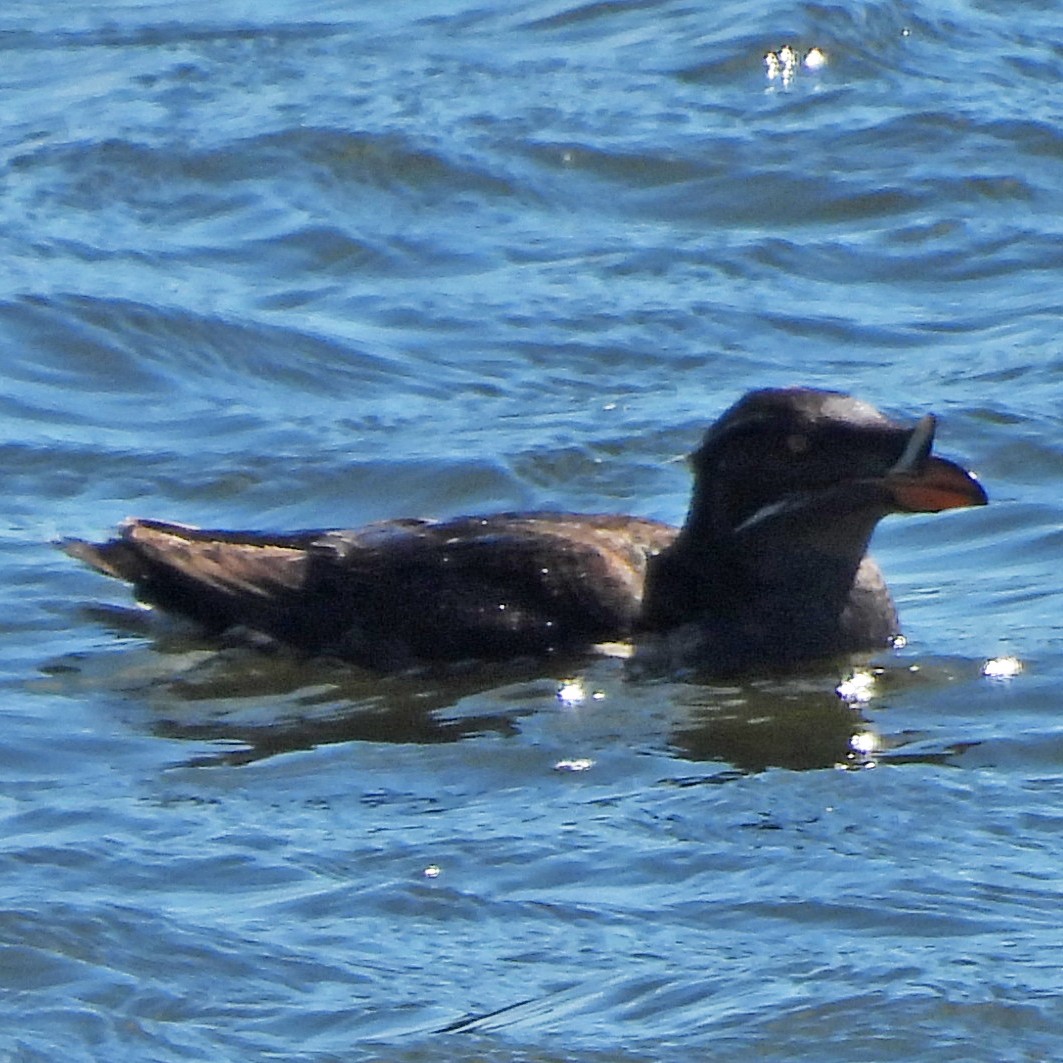 eBird Checklist - 10 Jul 2025 - Siuslaw River--South Jetty-Crab Docks ...