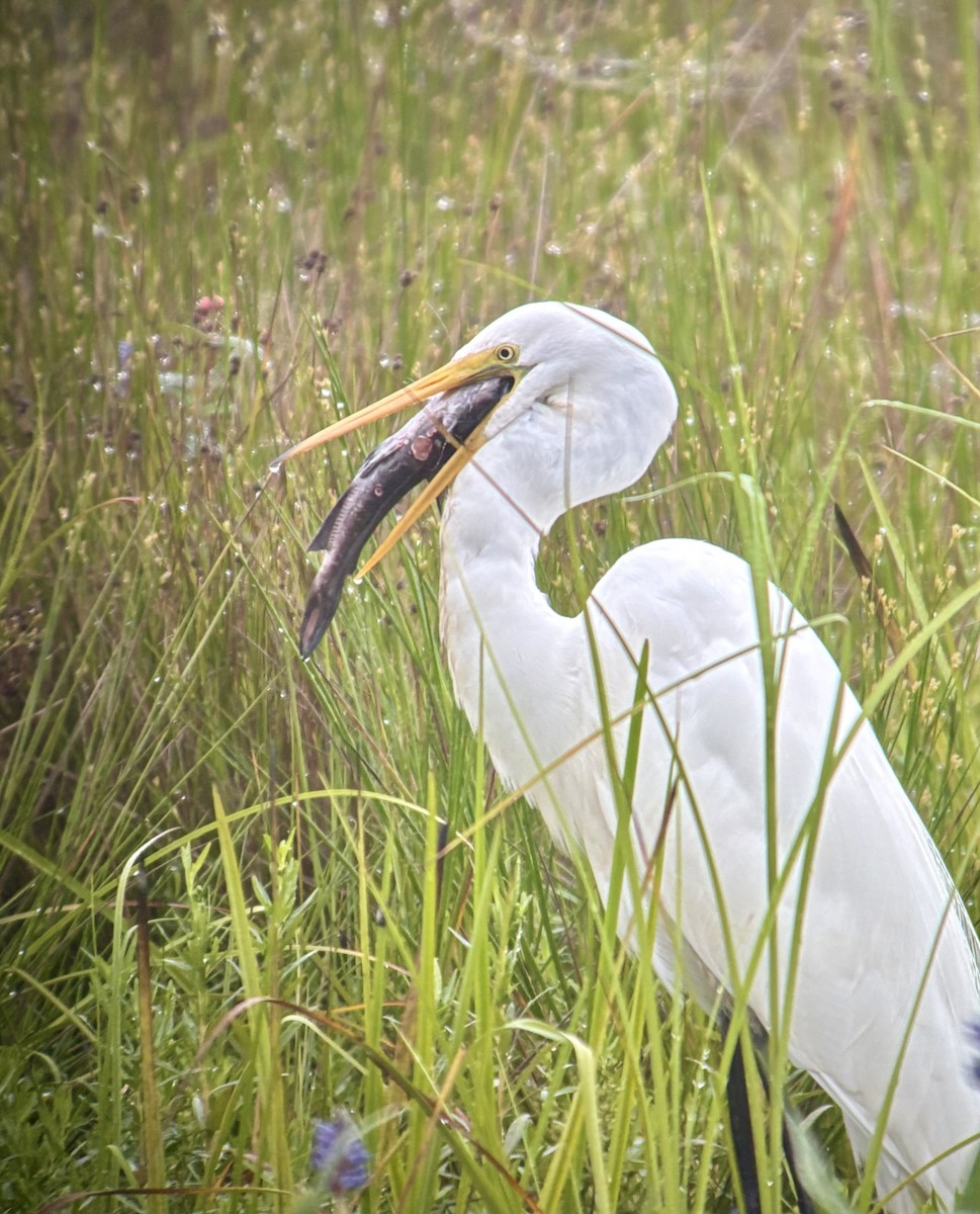 eBird Checklist - 11 Jul 2025 - Burrage Pond WMA - 34 species
