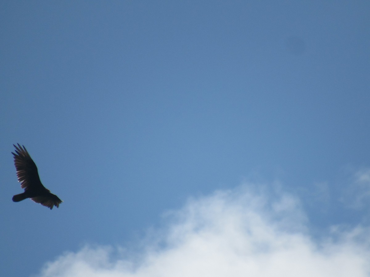 eBird Checklist - 10 Jul 2025 - Clinch Mountain--Veterans Overlook - 2 ...