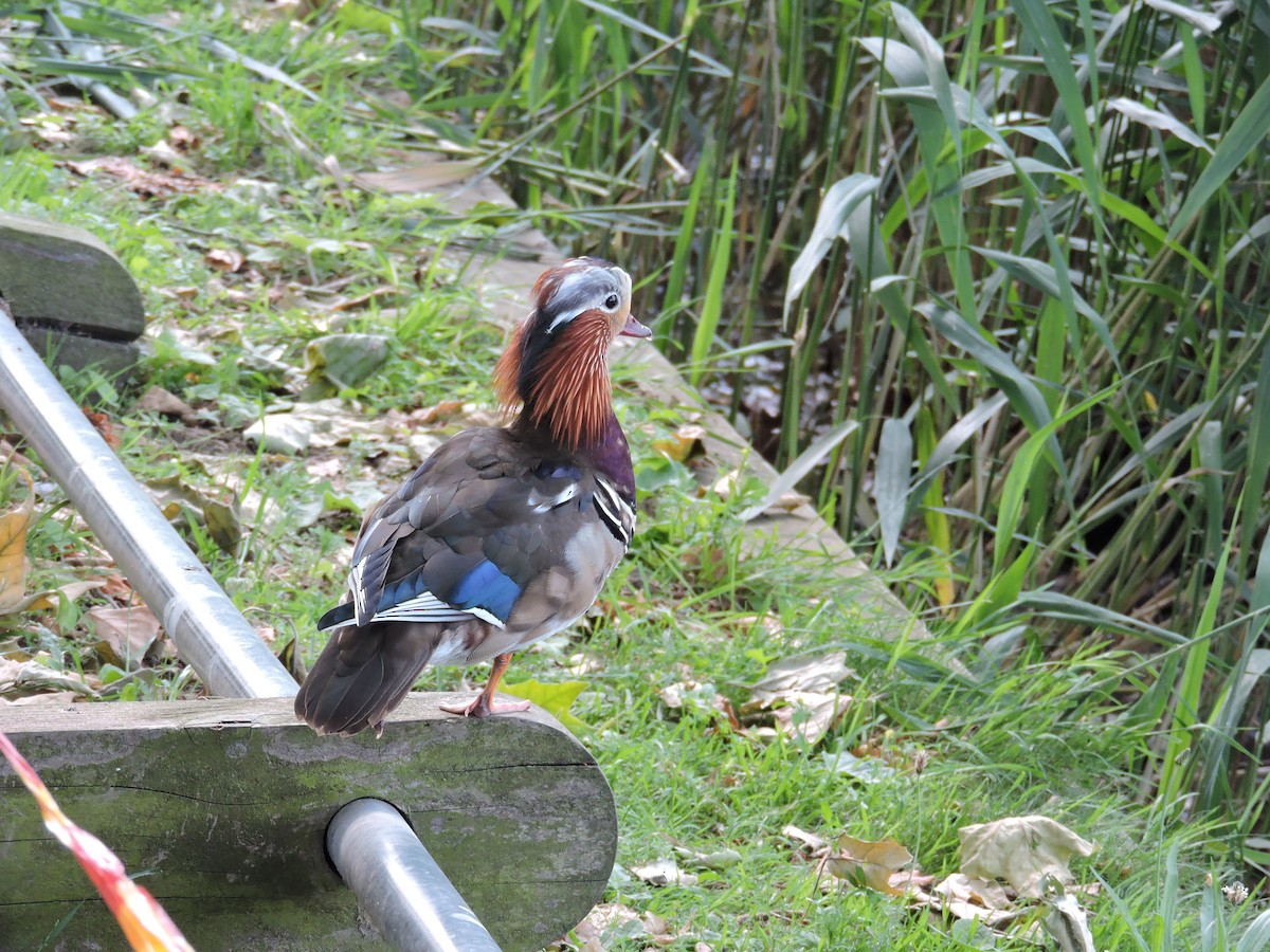 Mandarin Duck - Aix galericulata - Media Search - Macaulay Library and ...