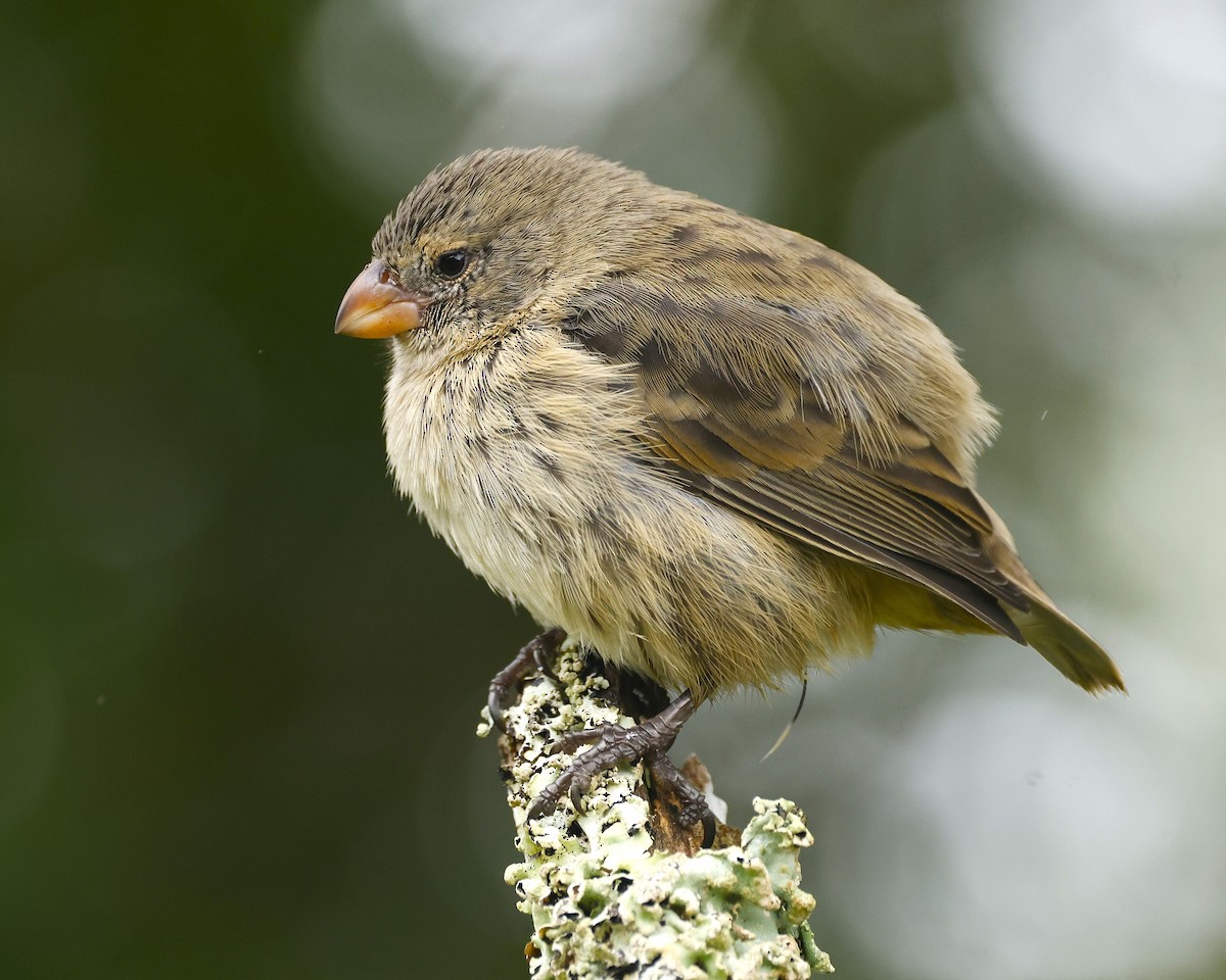 ML638776347 - Medium Tree-Finch - Macaulay Library