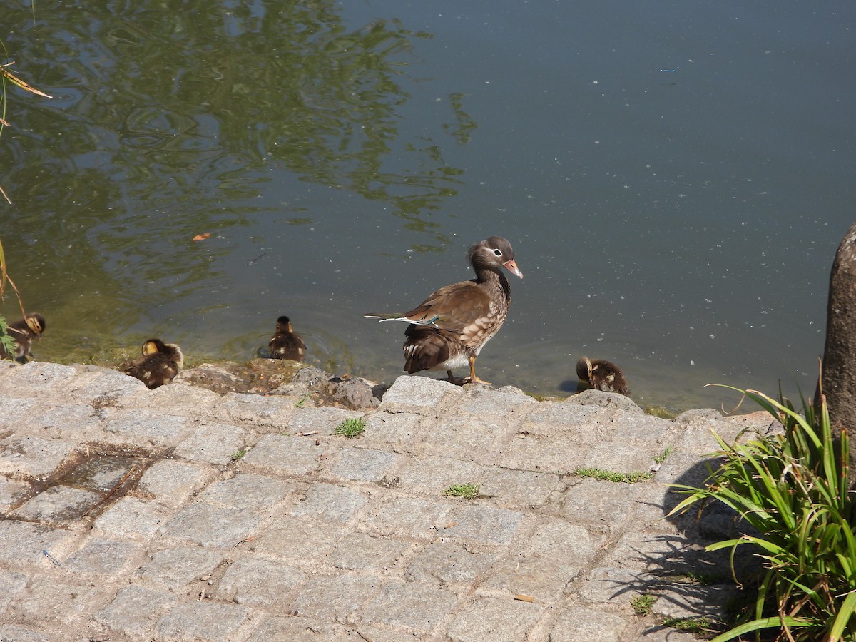 Mandarin Duck - Aix galericulata - Media Search - Macaulay Library and ...