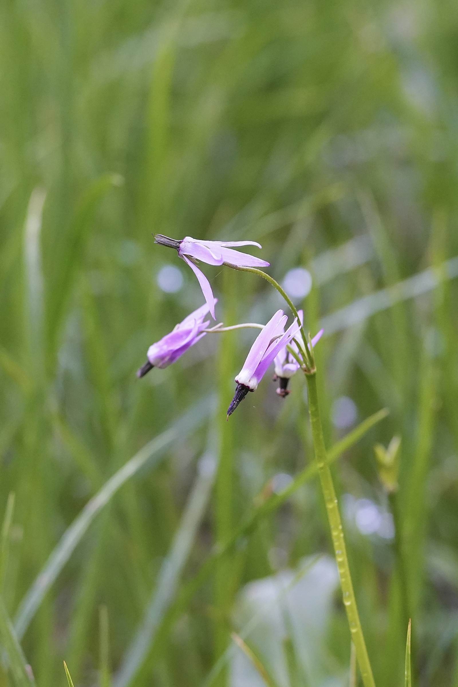 Government Meadows (Pierce Co.) - Pierce, Washington, US - Birding Hotspots