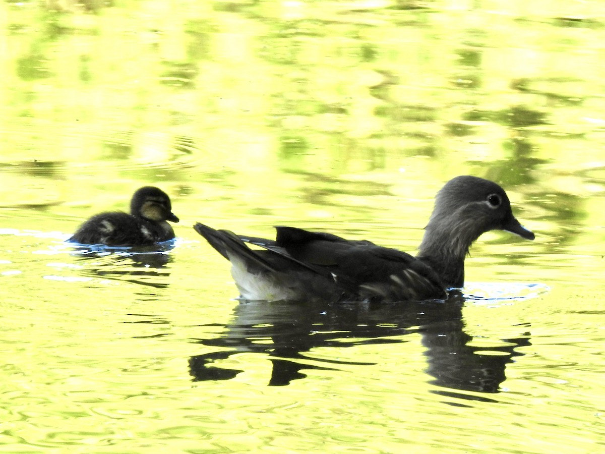 Mandarin Duck - Aix galericulata - Media Search - Macaulay Library and ...