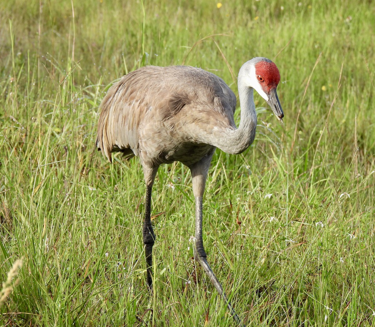 eBird Checklist - 12 Jul 2025 - Sand Hill Crane Park - 34 species