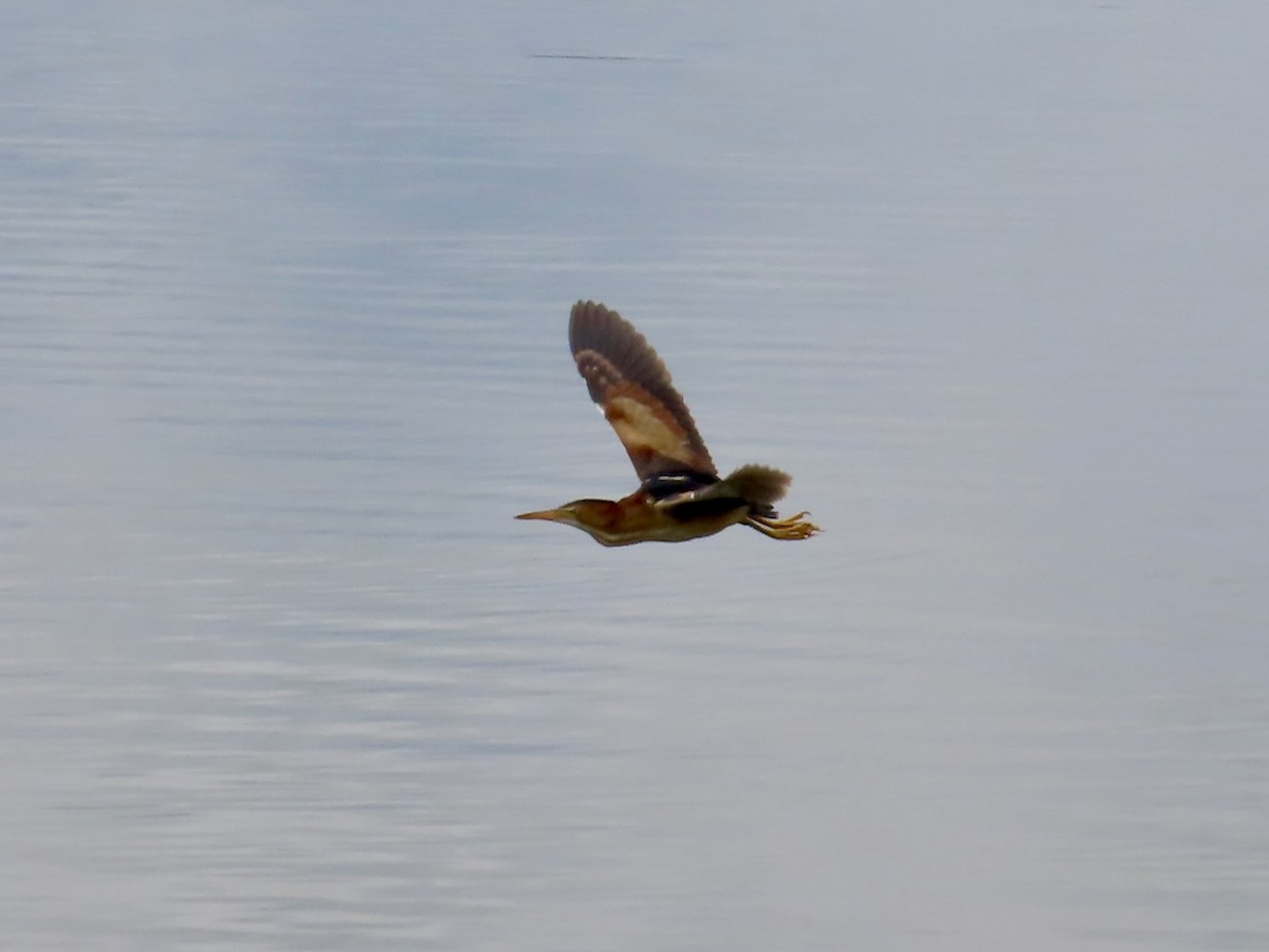 Pennsylvania Bird Atlas Checklist - 12 Jul 2025 - Struble Lake - 21 species