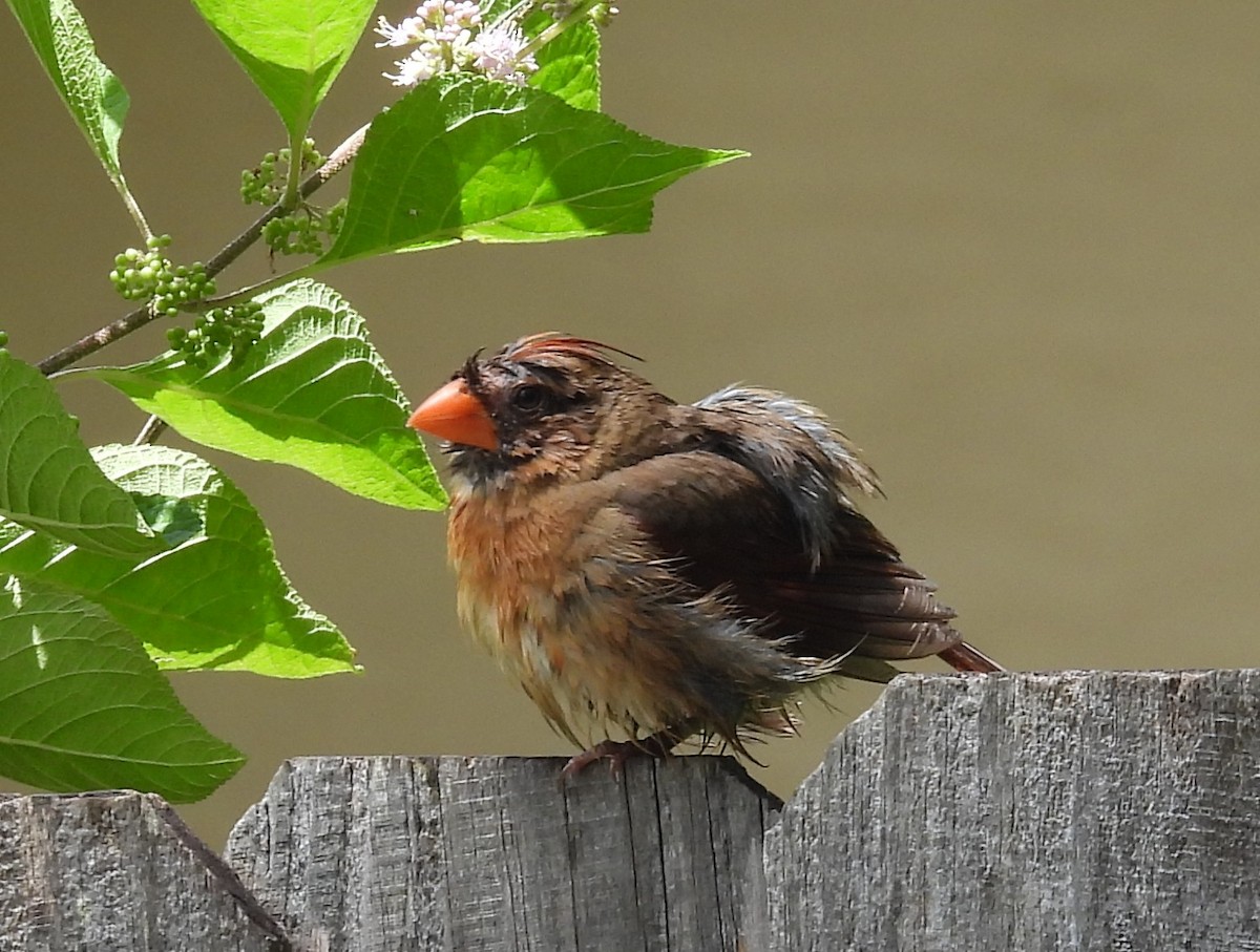 eBird Checklist - 12 Jul 2025 - My Backyard - 5 species
