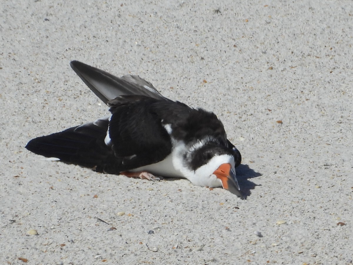 eBird Checklist - 12 Jul 2025 - Anastasia SP - 25 species