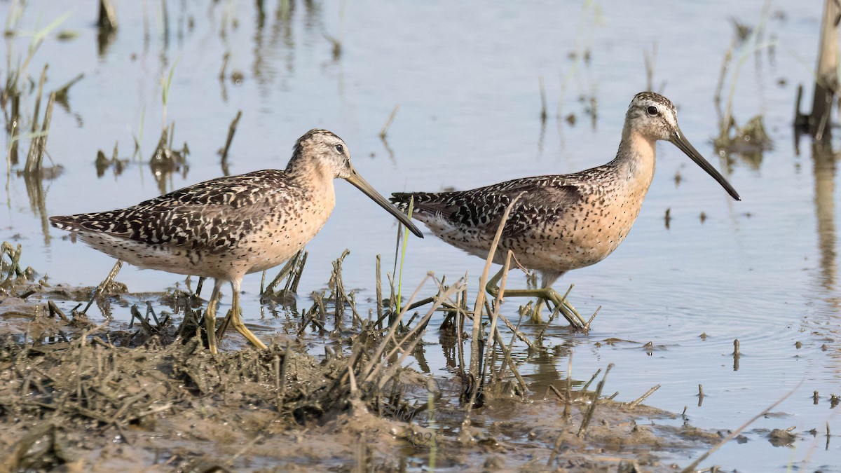 eBird Checklist - 12 Jul 2025 - Hagerman NWR - 40 species