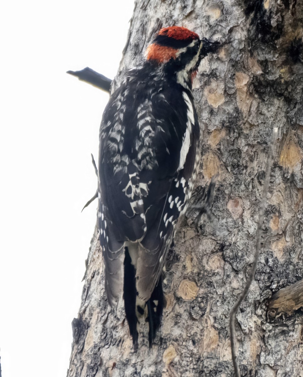 eBird Checklist - 12 Jul 2025 - CU Mountain Research Station - 15 species
