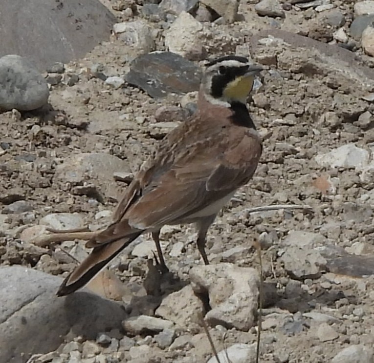 eBird Checklist - 12 Jul 2025 - 100–124 Johnny Ridge Rd, Cameron US-MT ...