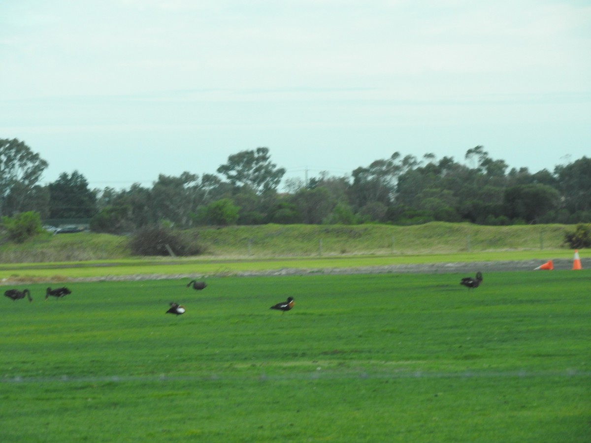 eBird Checklist - 13 Jul 2025 - Eastern Treatment Plant--Boundary Rd ...