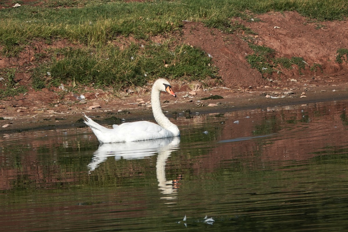 eBird Checklist - 12 Jul 2025 - Southgate GC - 2 species