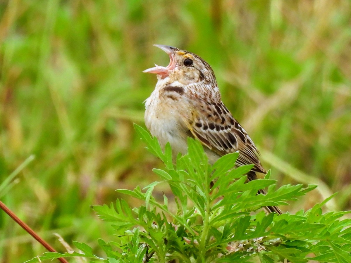 Pennsylvania Bird Atlas Checklist - 13 Jul 2025 - Charles E. Price ...