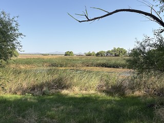 Whitewater Draw Wildlife Area, Cochise, Arizona, United States - eBird ...