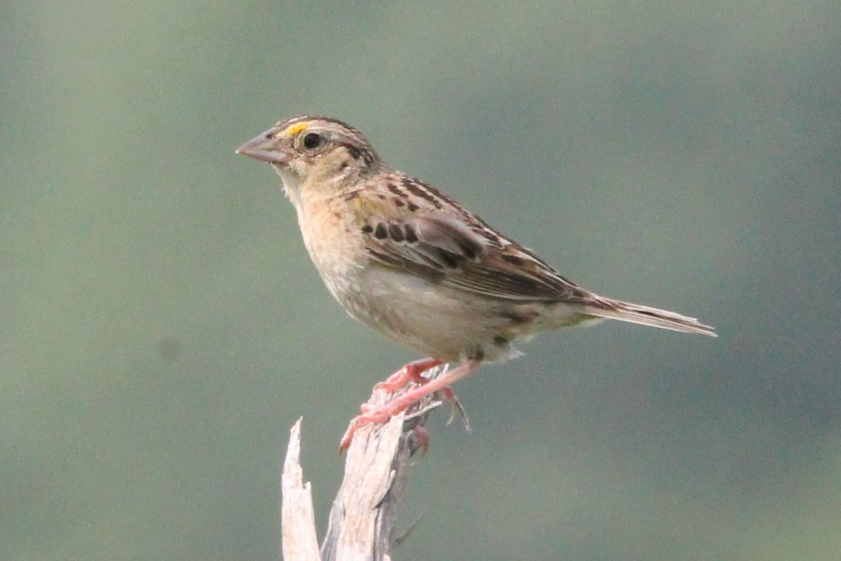 ML638844380 - Grasshopper Sparrow - Macaulay Library
