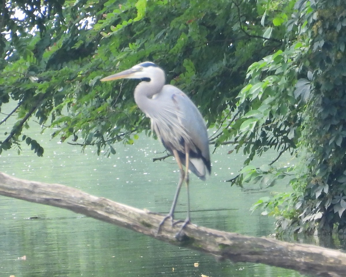 eBird Checklist - 13 Jul 2025 - Rock Run Road--South of Huckleberry ...