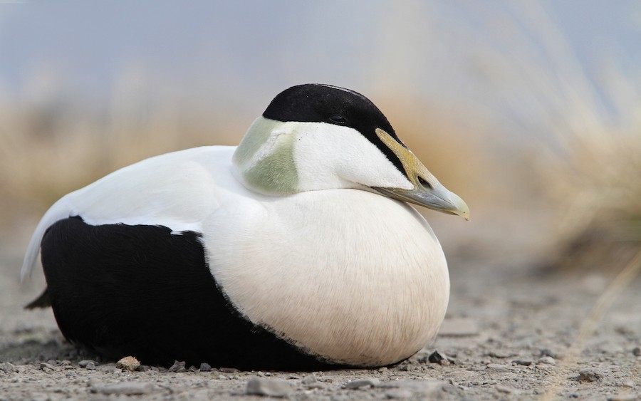 Common Eider (Northern) - eBird
