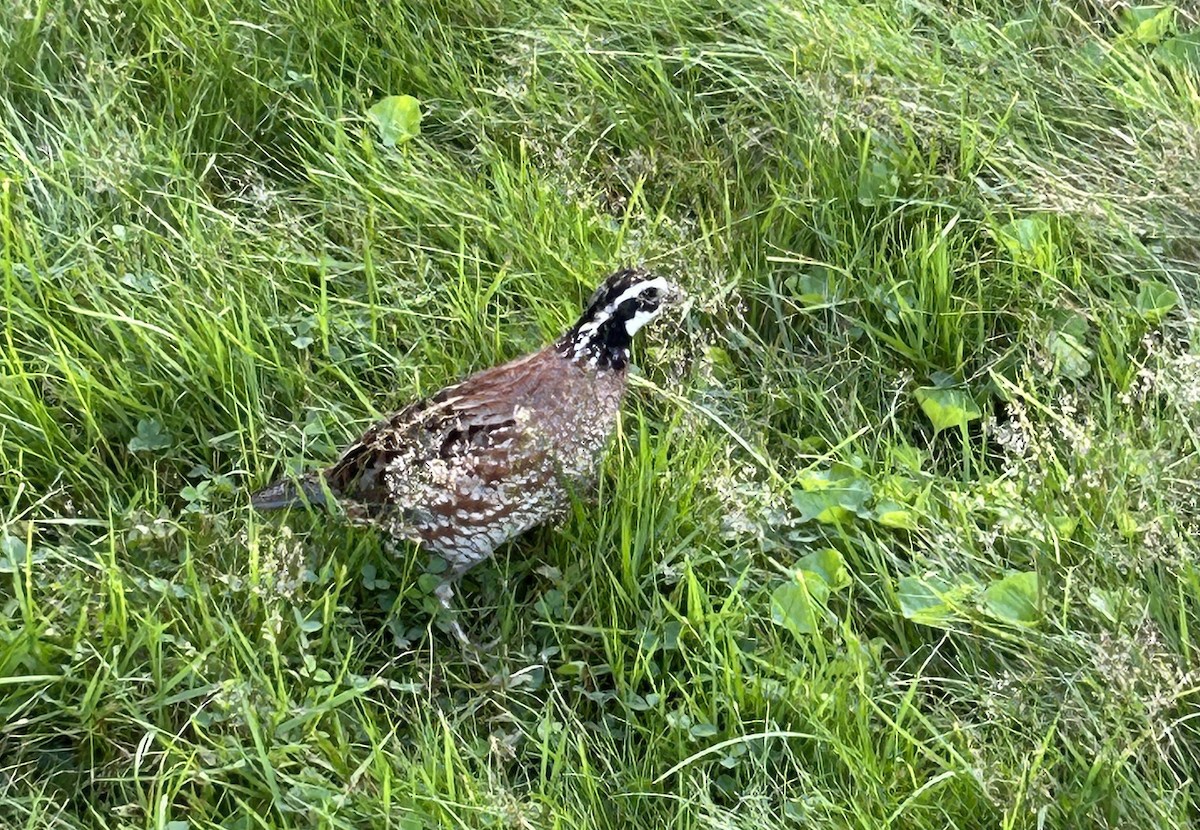 eBird Checklist - 13 Jul 2025 - 98 Howe Lane Warner NH - 0 species (+1 other taxa)