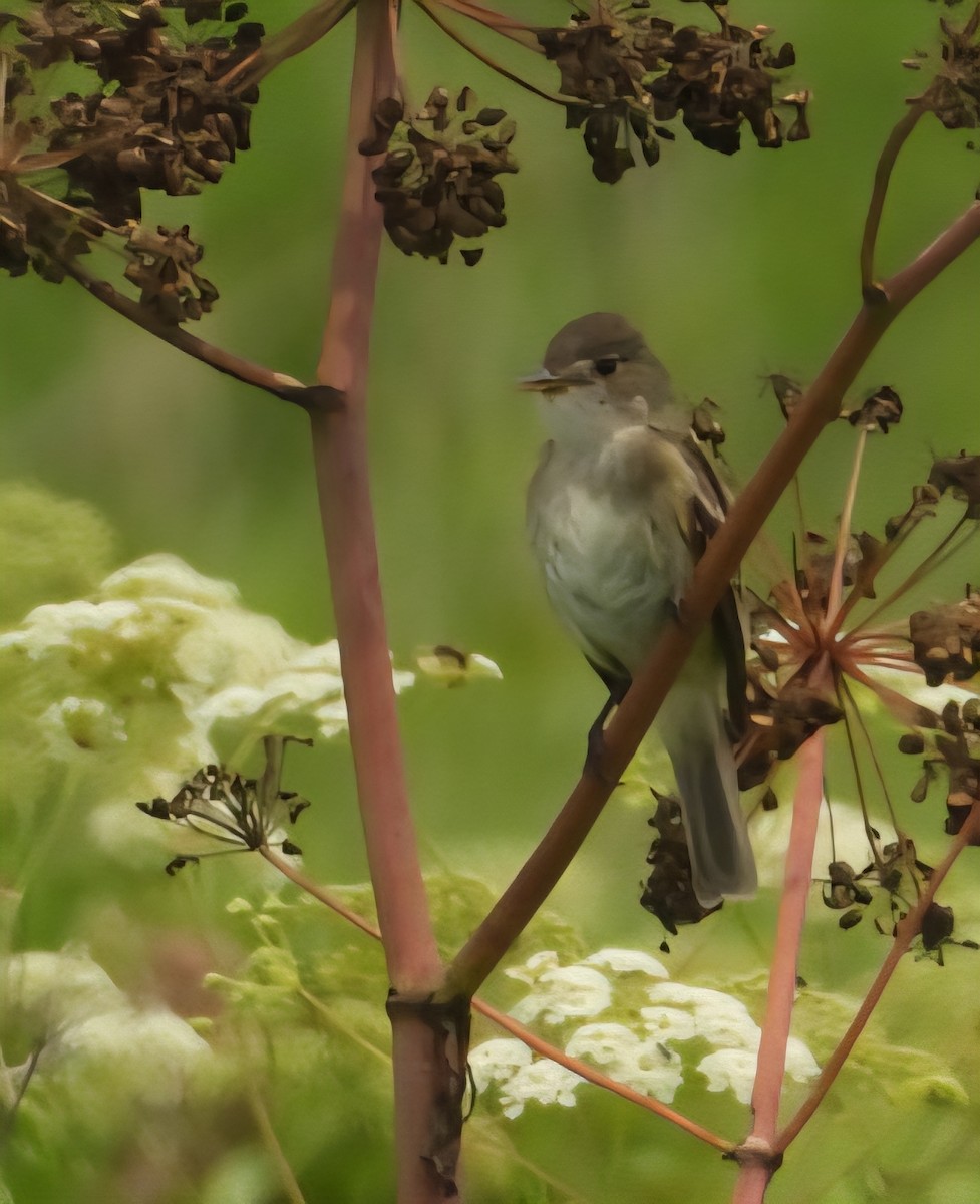eBird Checklist - 13 Jul 2025 - Fermilab (Kane Co.) - 16 species