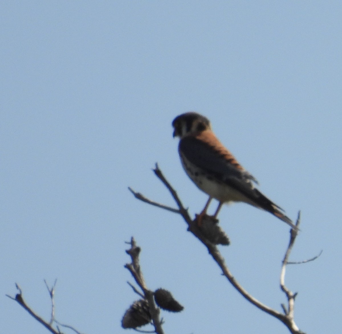 eBird Checklist - 14 Jul 2025 - My Backyard - 11 species