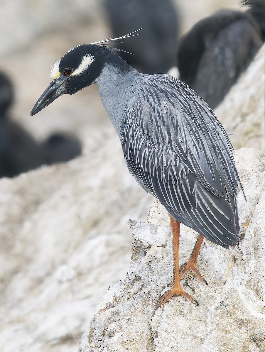 eBird Checklist - 14 Jul 2025 - Pt. Lobos State Reserve - 1 species