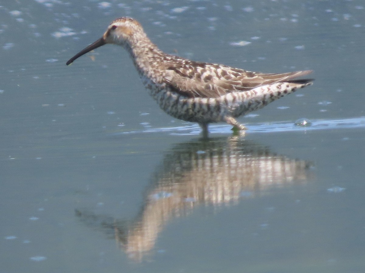 eBird Checklist - 14 Jul 2025 - Alexandre Dairy - 21 species