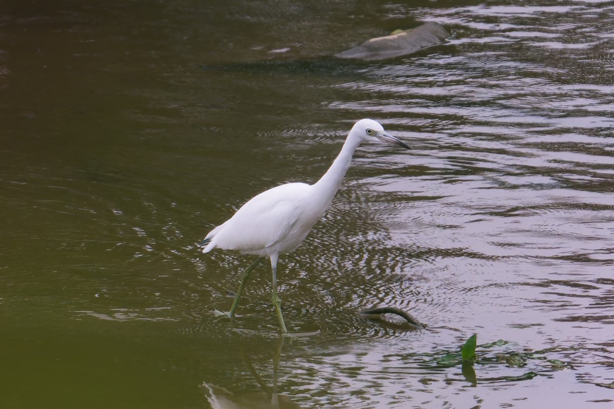 eBird Checklist - 15 Jul 2025 - 4000–4398 Crabtree Rd, Clyde US-NC 35. ...