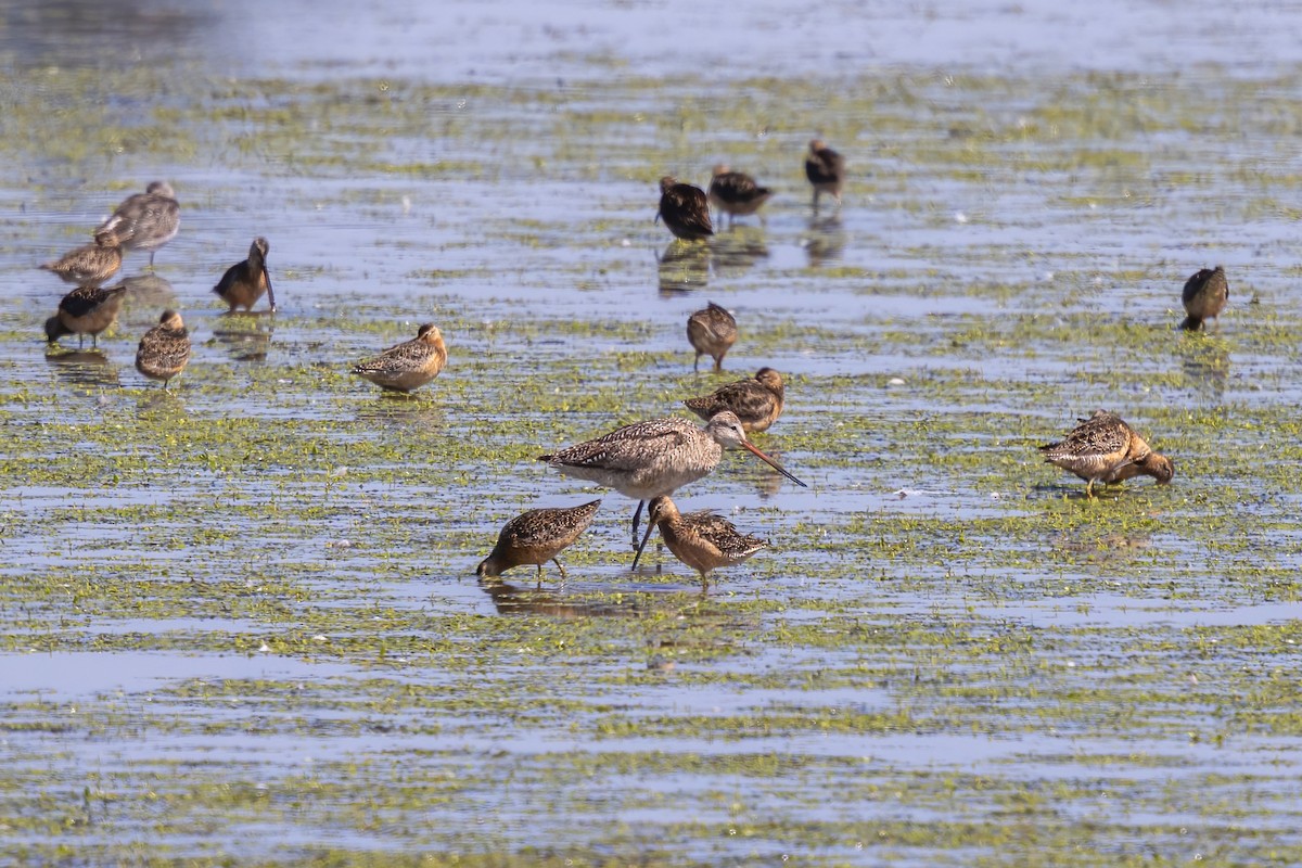eBird Checklist - 15 Jul 2025 - Fern Ridge WMA--Fisher Butte Unit north ...